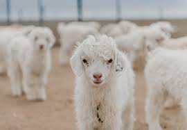 What Does Cashmere Smell Like? A Deep Dive into This Luxu